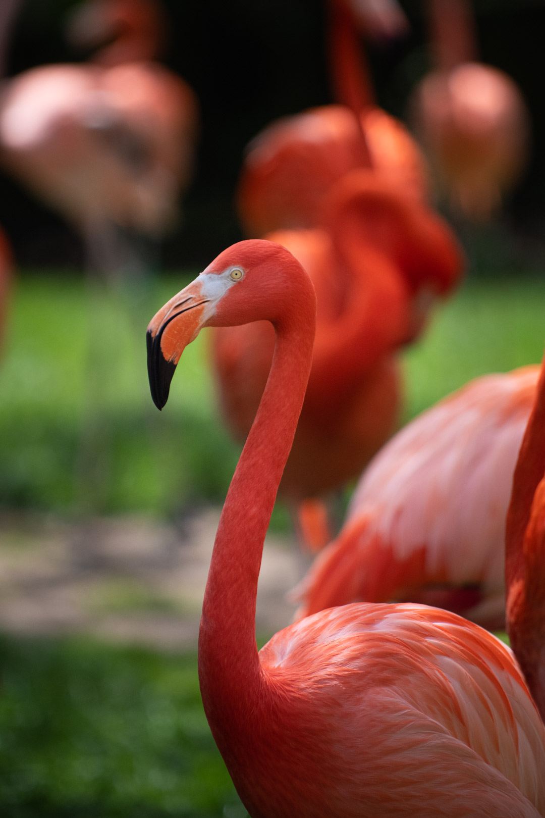Spring at the Zoo | Columbus Zoo and Aquarium